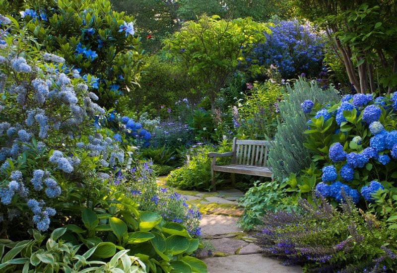 15-enchanting-blue-flowering-shrubs-that-will-transform-your-garden