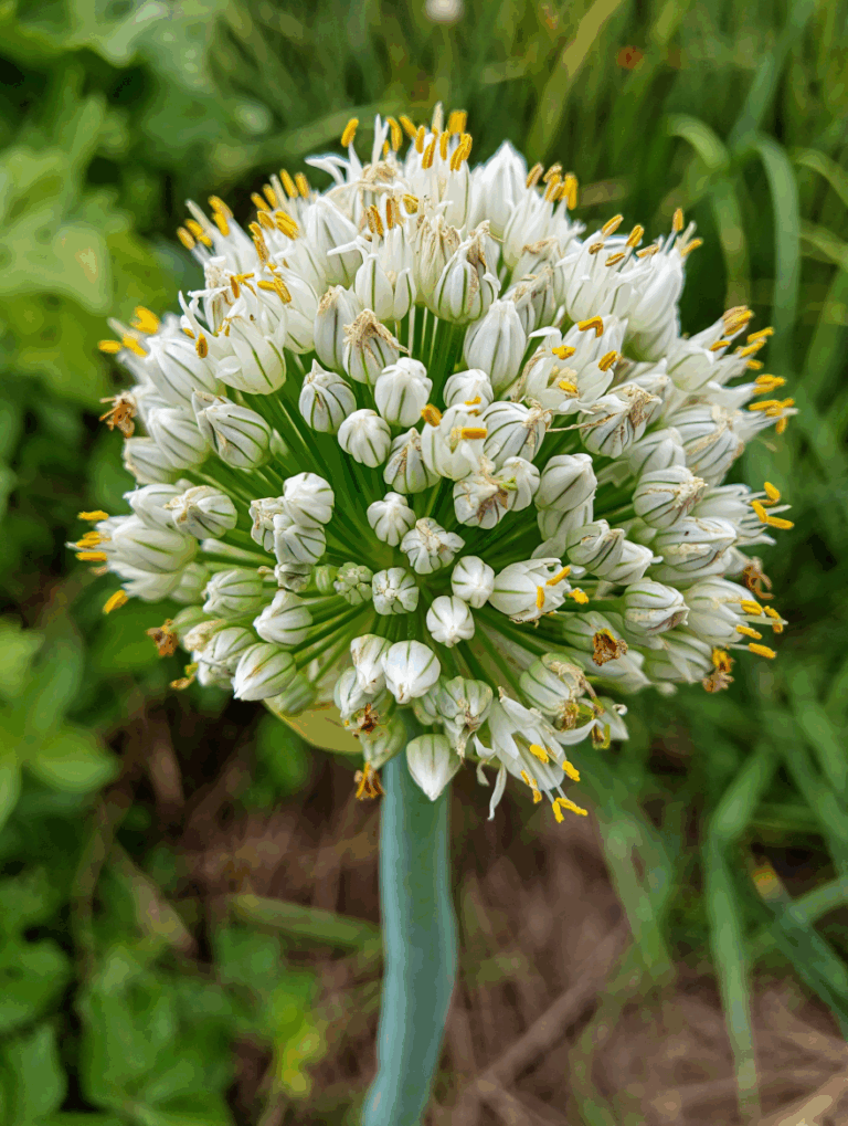 Onions Bolting: What Are the Causes, and Can You Still Save Them?