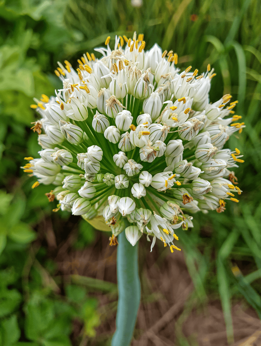 Onions Bolting: What Are the Causes, and Can You Still Save Them?