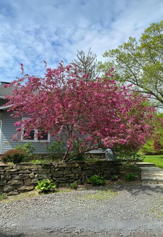 12 Trees with Noninvasive Roots for a Picture Perfect Landscape