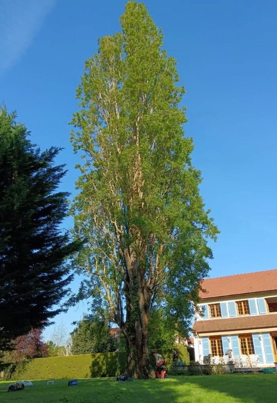 12 Trees with Noninvasive Roots for a Picture Perfect Landscape