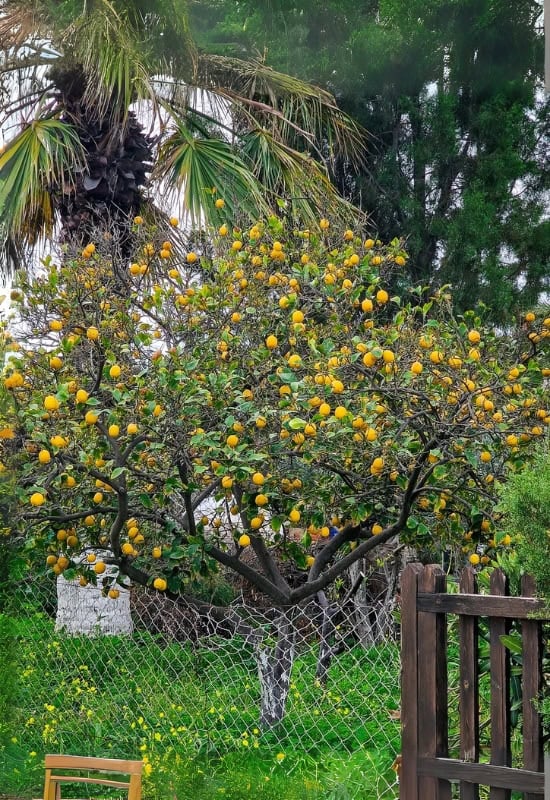 12 Trees with Noninvasive Roots for a Picture Perfect Landscape