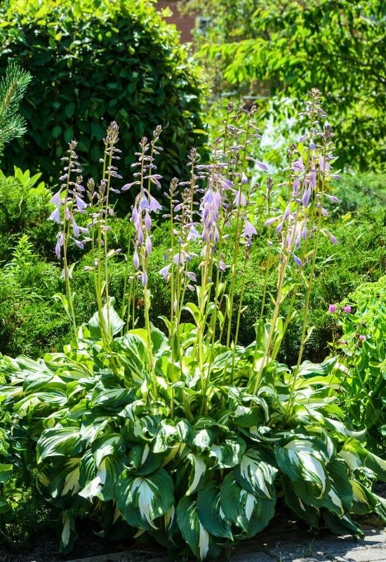 12 Smart Planting Choices for a Fall Garden That Keeps Giving