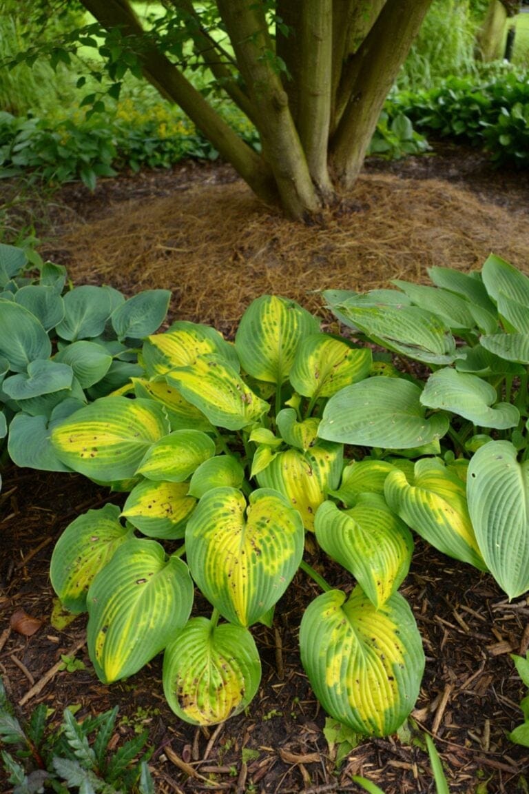 Why are my Hosta Leaves Turning Yellow? Symptoms and Solutions