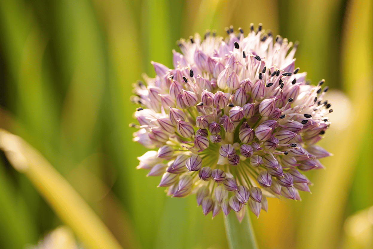Onions Bolting: What Are the Causes, and Can You Still Save Them?