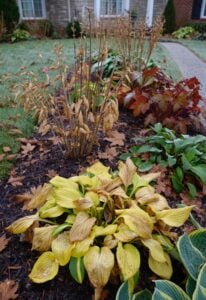 Why are my Hosta Leaves Turning Yellow? Symptoms and Solutions