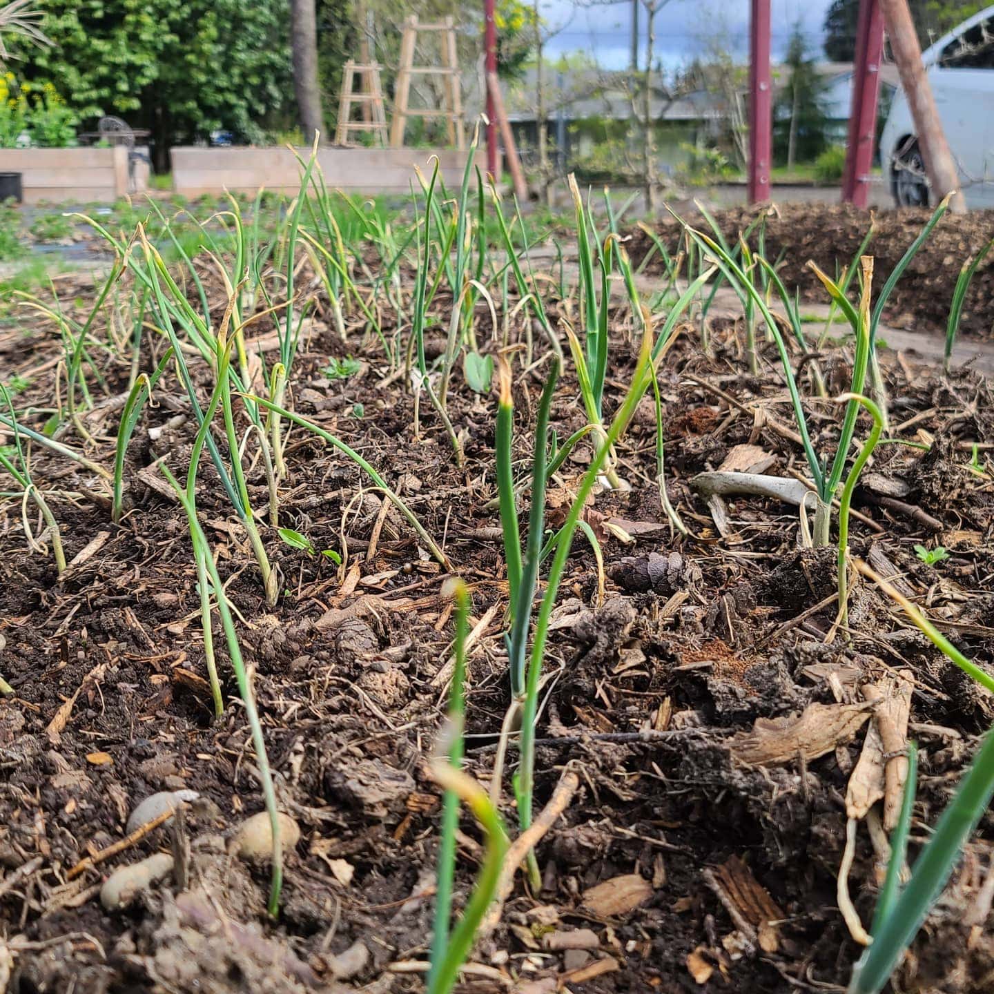 Onions Bolting: What Are the Causes, and Can You Still Save Them?