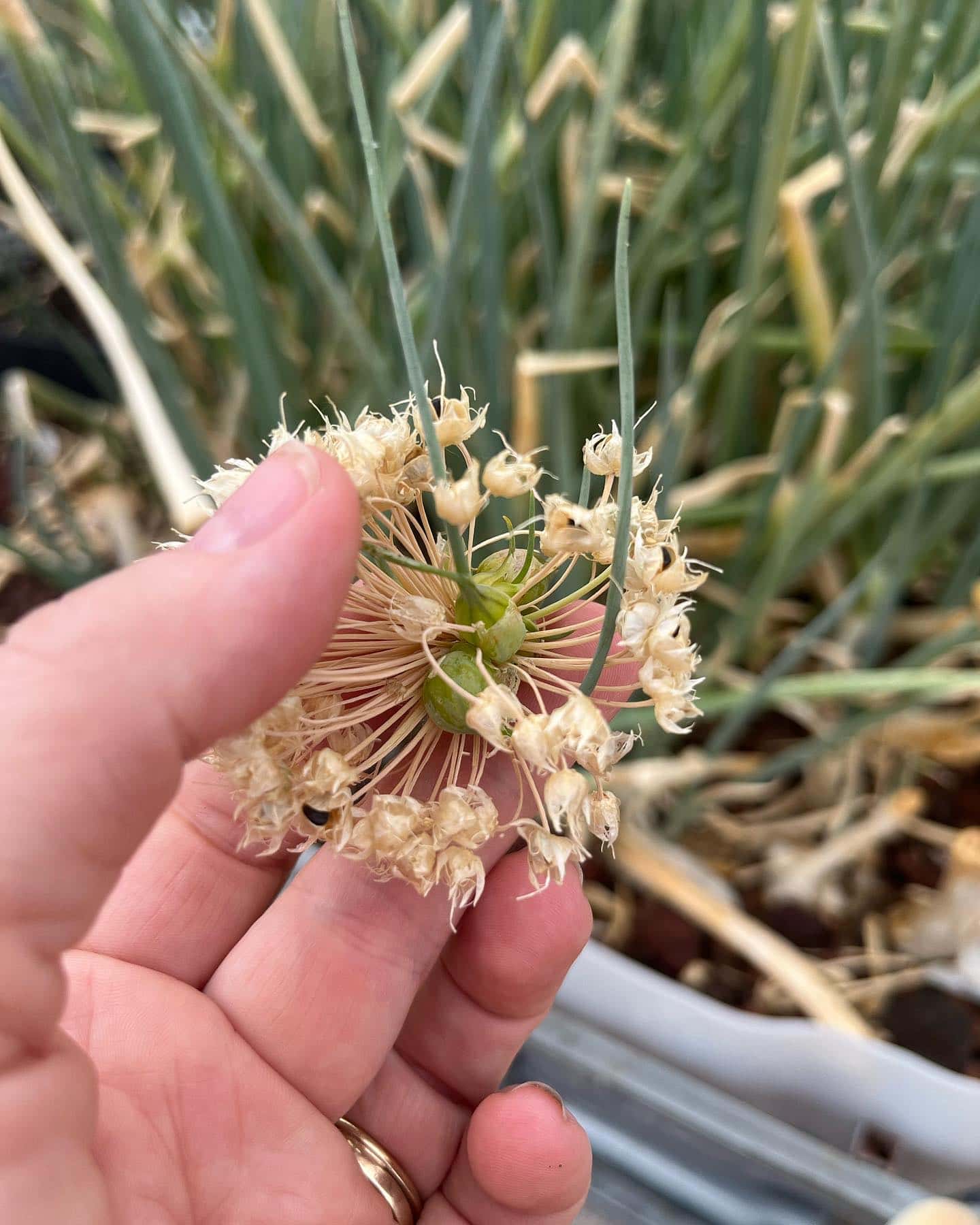 Onions Bolting: What Are the Causes, and Can You Still Save Them?