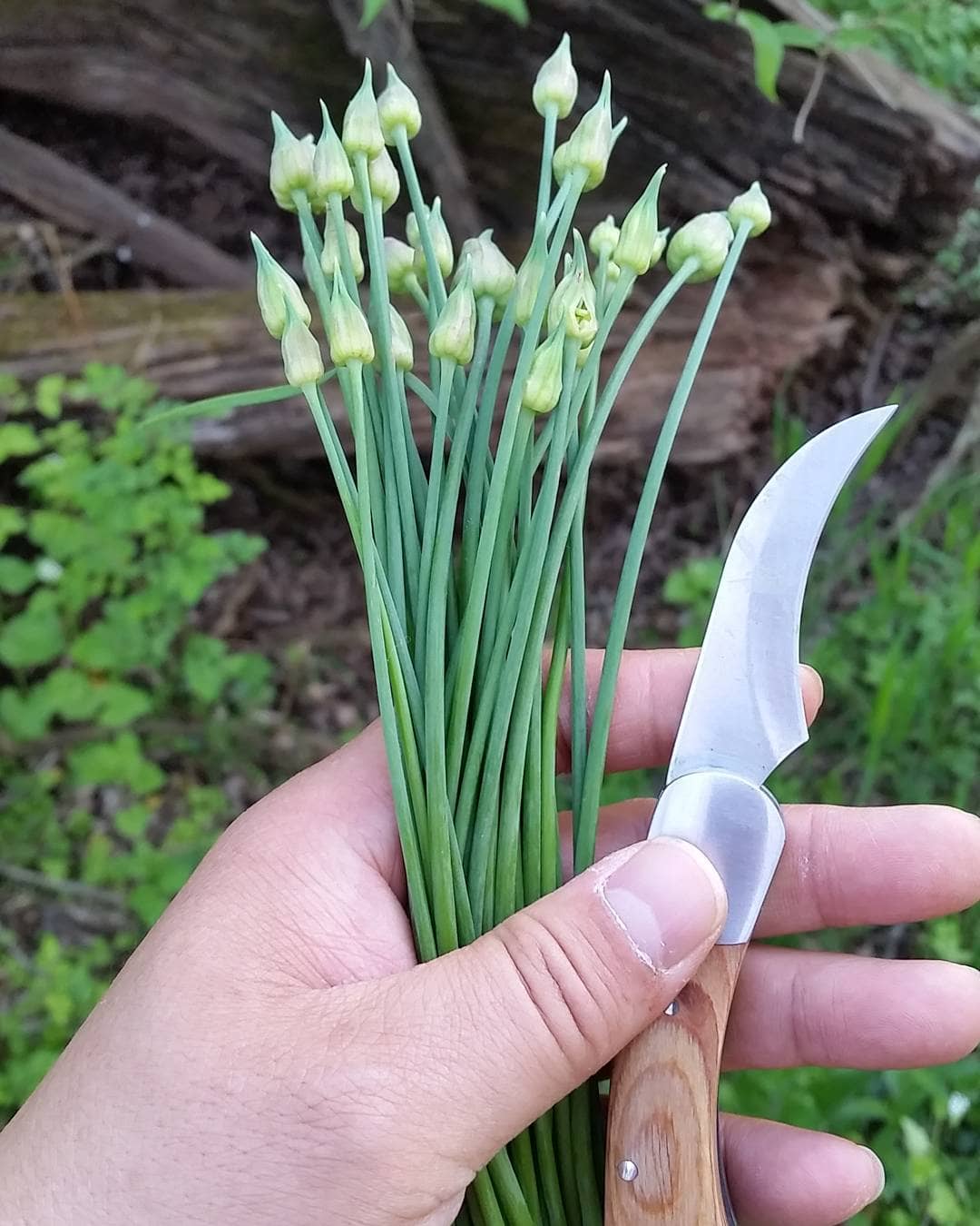 Onions Bolting: What Are the Causes, and Can You Still Save Them?