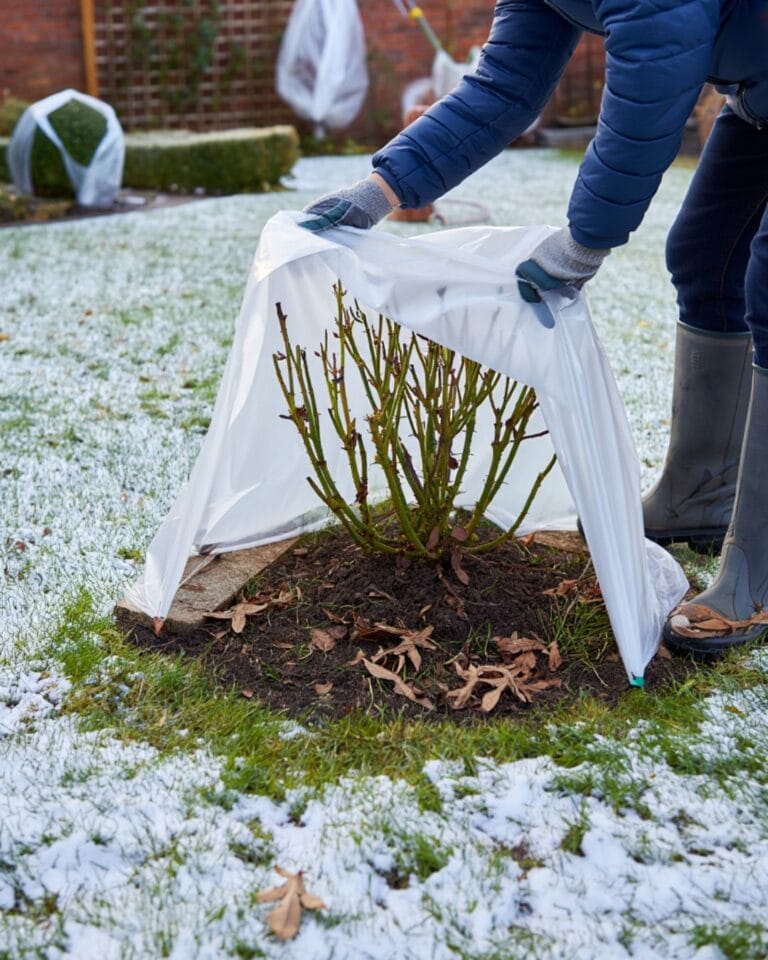 What to do with roses in fall: 12 things to do now for bigger, better ...