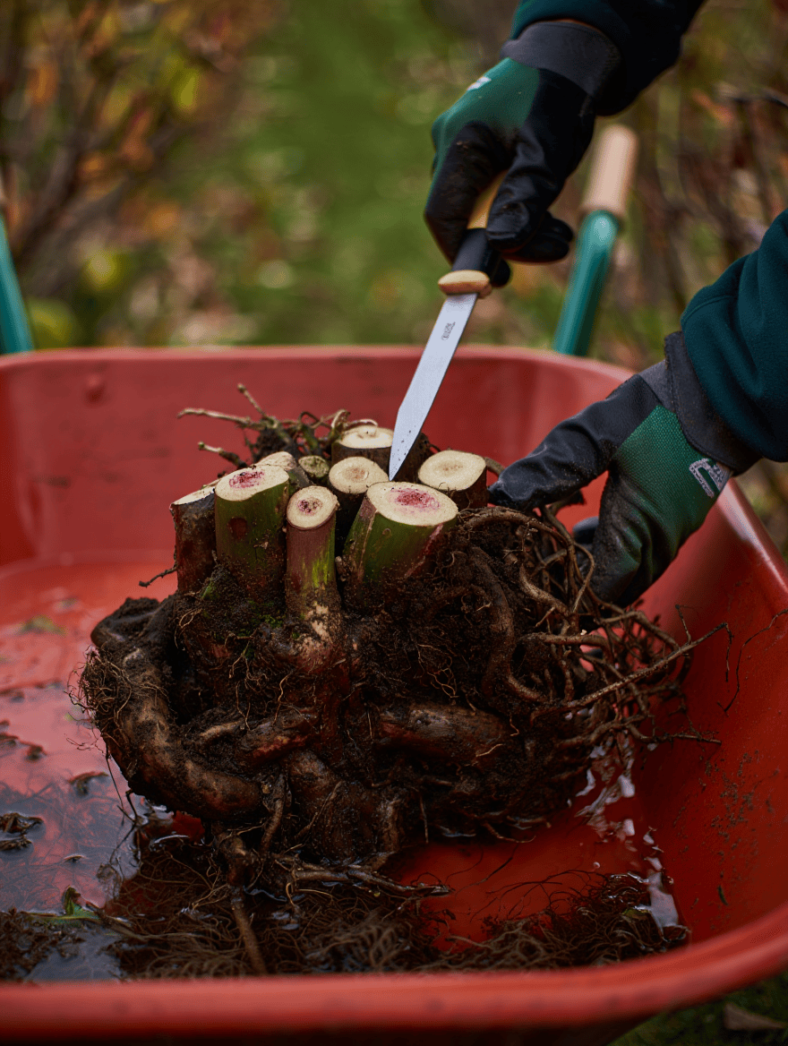 How to Divide and Transplant Peonies for Next Year’s Showiest Blooms ...