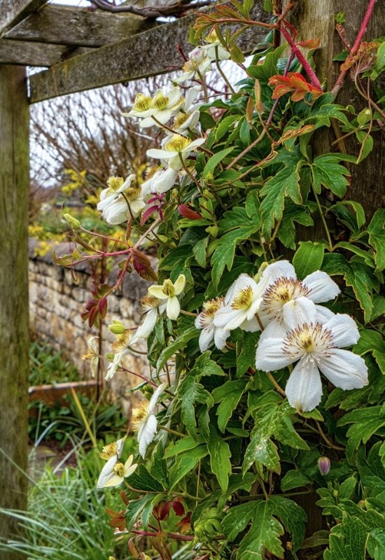 15 White Flowering Vines That Add Freshness from Spring to Winter