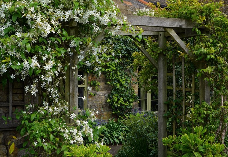 15 White Flowering Vines That Add Freshness from Spring to Winter