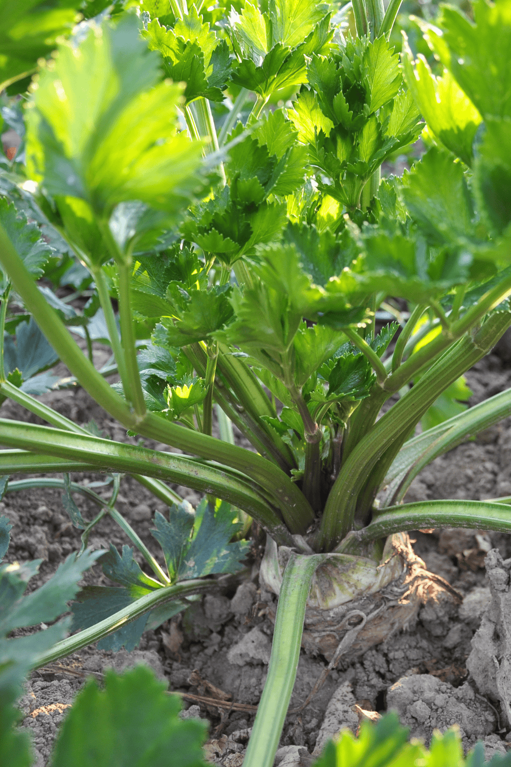 Itchy Rash After Gardening? These 13 Common Phototoxic Plants Could Be ...