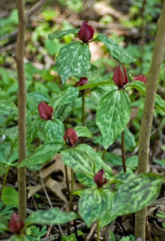 22 Amazing Perennials For Shady Gardens In Usda Hardiness Zone 9