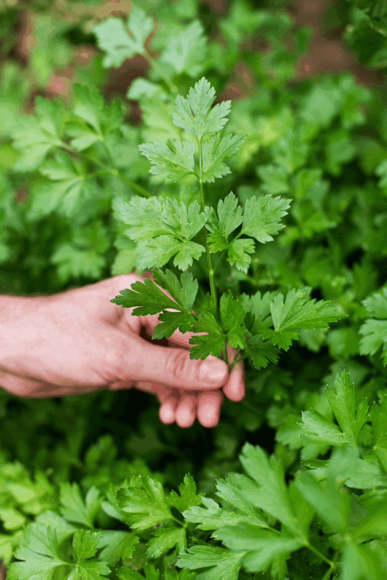 Itchy Rash After Gardening? These 13 Common Phototoxic Plants Could Be ...