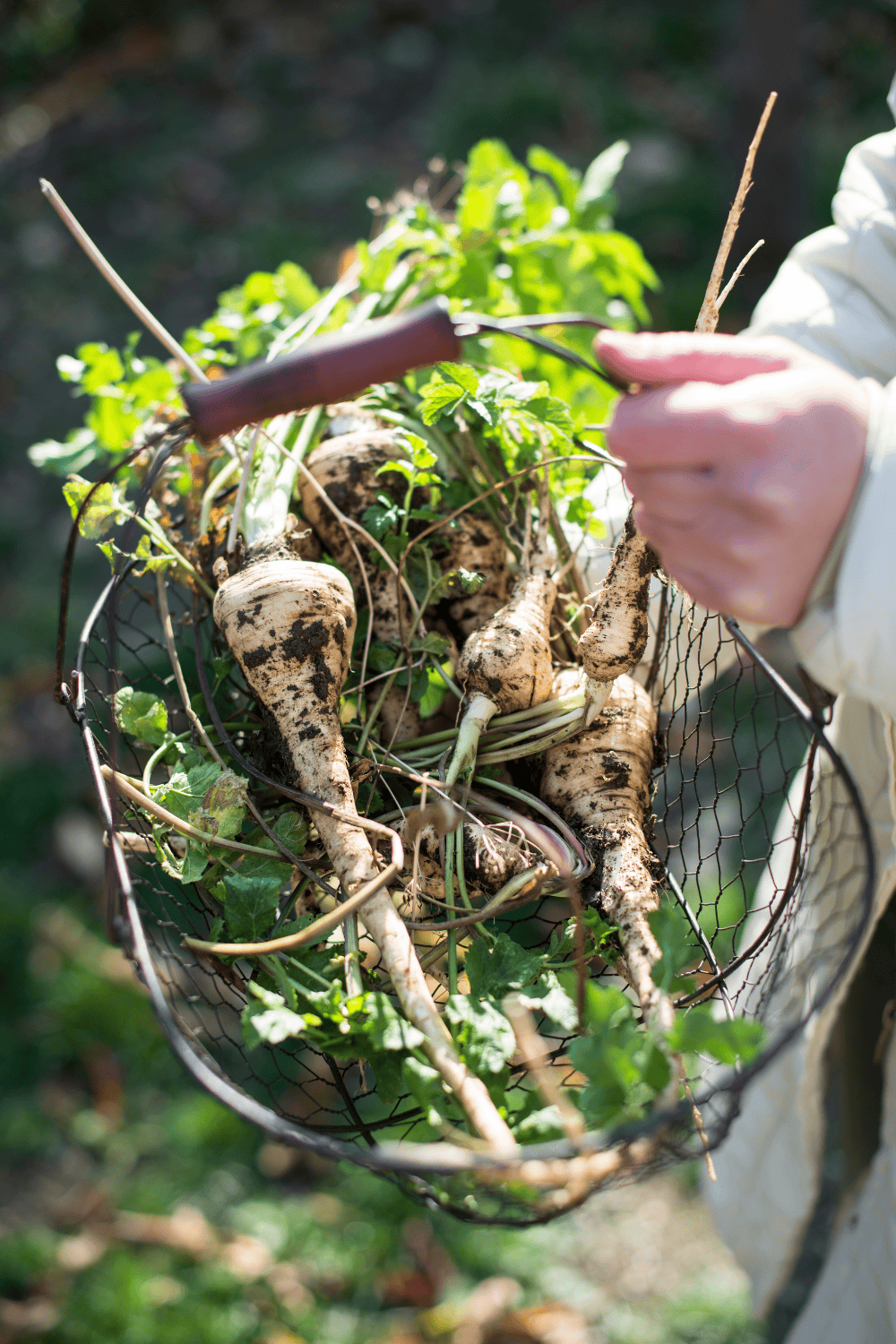 Itchy Rash After Gardening? These 13 Common Phototoxic Plants Could Be ...