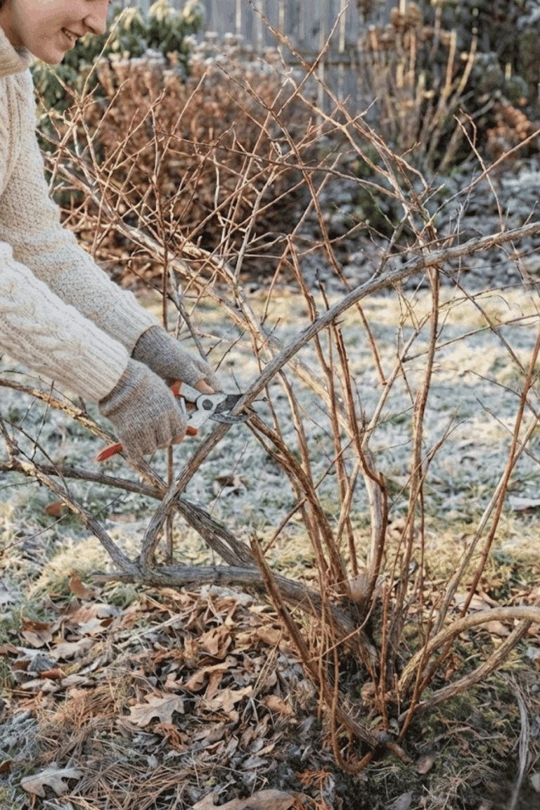 How and When to Prune Blueberry Bushes So They Produce More Fruit Year ...