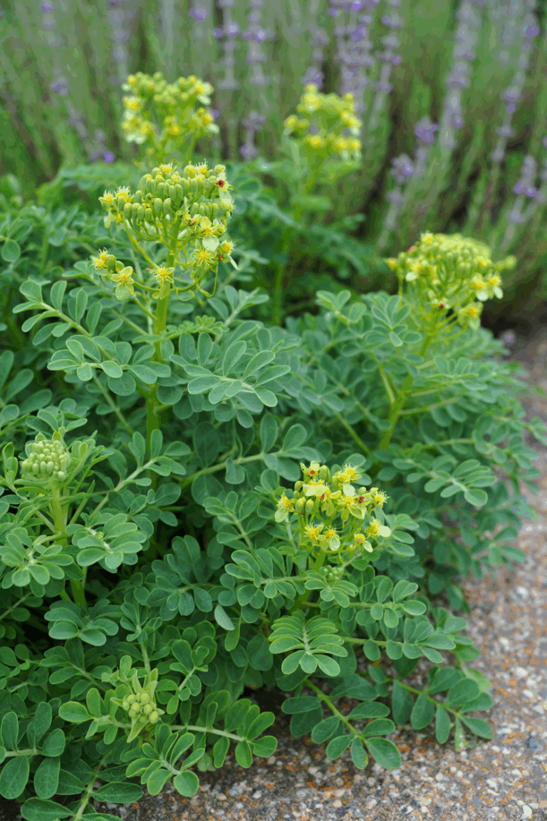 Itchy Rash After Gardening? These 13 Common Phototoxic Plants Could Be ...