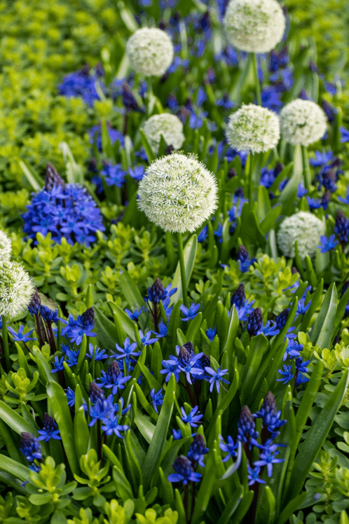 15 Unusual Spring Bulbs to Plant This Fall for Enchanting Flowers You ...