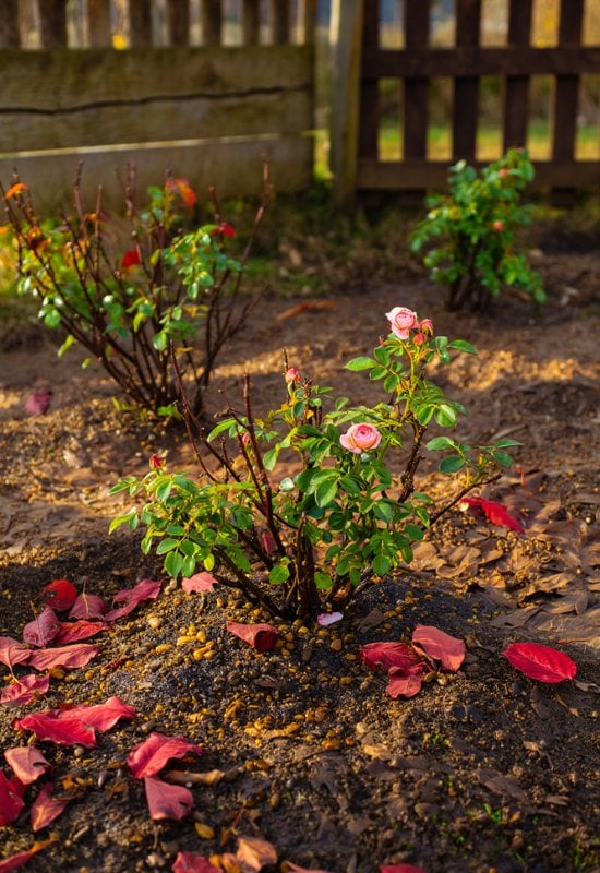 Why Fall Is the Perfect Time to Plant Roses (and How to Do It for ...