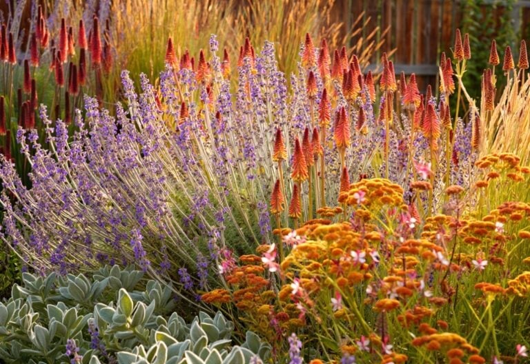 15 Sun-Loving Flowering Perennials That Thrive in Zone 9