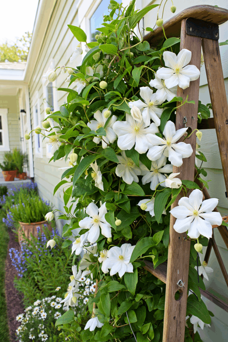 15 Gorgeous White-Flowering Vines That Transform Plain Fences and ...