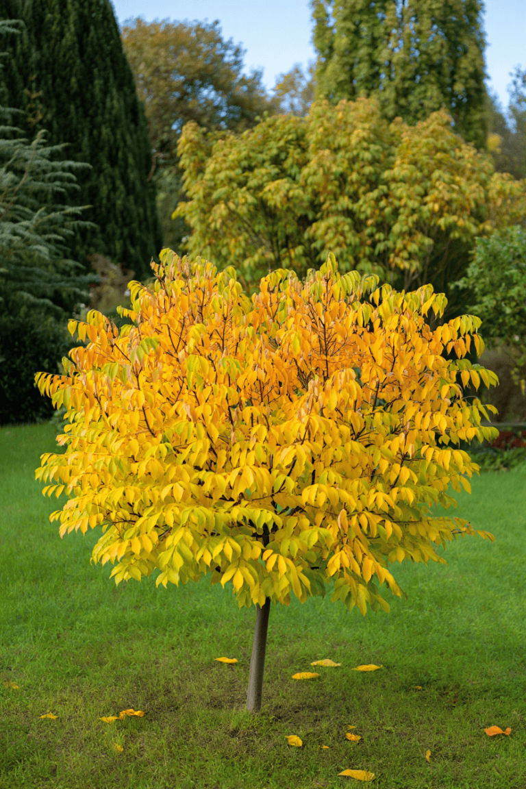 10 Ornamental Trees With Bright Yellow Autumn Leaves That Make Any Yard ...